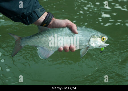 Goldeye fish (Hiodon alosoides,caught in northern Alberta Canada,model ...