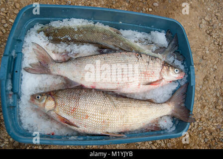 Commercial netted Whitefish, Lesser Slave Lake, Alberta,Canada Stock ...