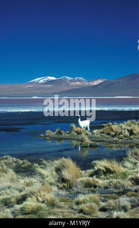 Snow-capped peaks in the Andes in Chile Stock Photo - Alamy