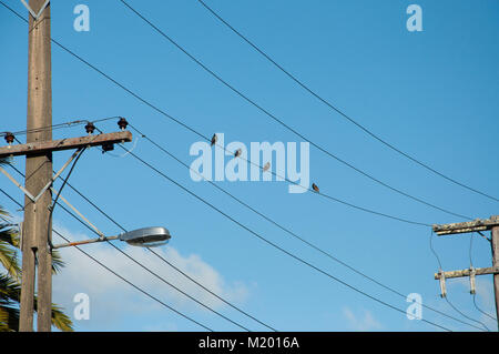 Birds on power lines Stock Photo - Alamy