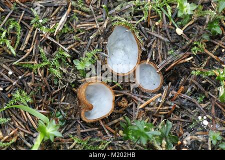 Brown-haired fairy cup, Humaria hemisphaerica Stock Photo - Alamy