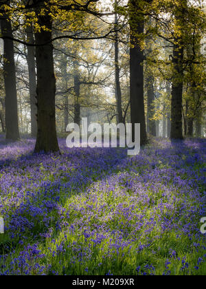 Sunlight shing through the trees onto bluebells at Blickling Stock ...
