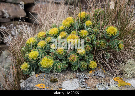 Roseroot plants in flower on a rocky cliff edge in Scotland. UK Stock ...