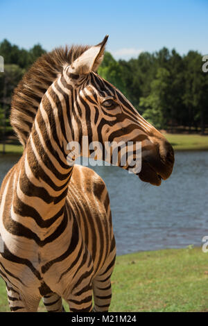 Zebra Stripes Hindquarters Closeup: Wildlife photography, African ...