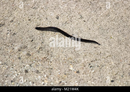 A leech swimming in sandy shallow water Stock Photo - Alamy