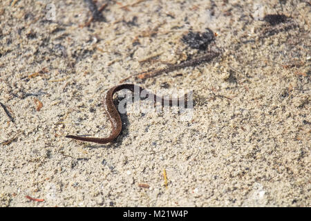 A leech swimming in sandy shallow water Stock Photo - Alamy