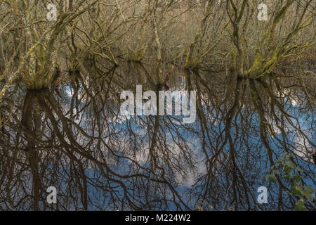 Waterlogged trees in a temperate climate swamp forest / woodland swamp ...