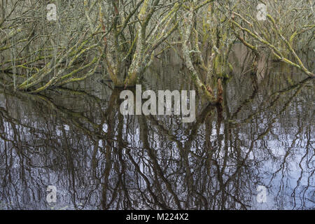 Waterlogged trees in a temperate climate swamp forest / woodland swamp ...
