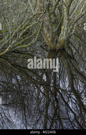 Waterlogged trees in a temperate climate swamp forest / woodland swamp ...