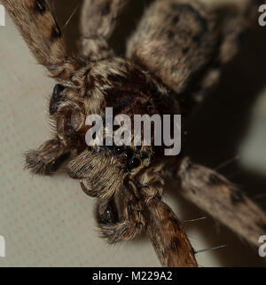 Brown Huntsman Spider (Heteropoda venatoria) adult female, carrying egg ...