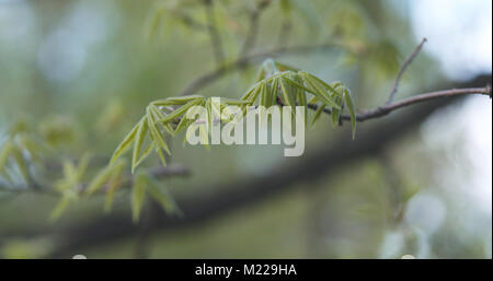 first leaves on acer triflorum maple tree Stock Photo - Alamy