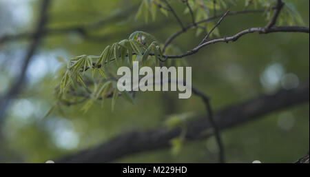 first leaves on acer triflorum maple tree Stock Photo - Alamy