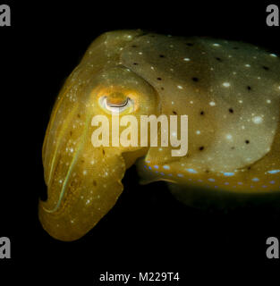 Cuttlefish hiding near a small coral Stock Photo - Alamy