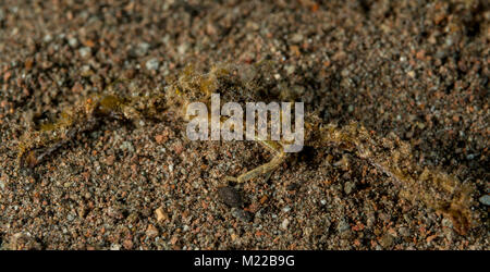 Long-armed crab hiding in plain sight on the sea floor Stock Photo - Alamy