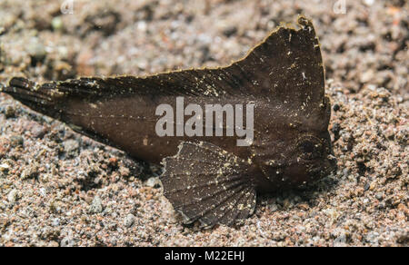 Spiny waspfish sitting motionless on the sandy bottom of the pacific ...