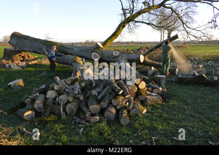Slaughter of an oak tree, cutting of branches (North Mayenne, Loire ...