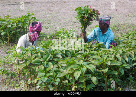 Amaranth Harvesting (Data Shak), farmers working in the field ...
