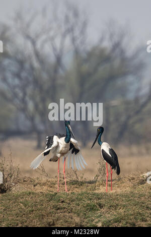 A pair of black necked stork in fishing mode Stock Photo - Alamy