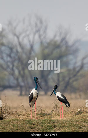 A pair of black necked stork in fishing mode Stock Photo - Alamy