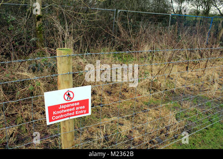 Area containing Japanese Knotweed with no-entry warning sign Stock ...
