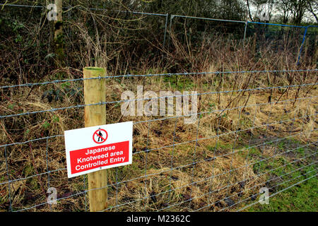 Area containing Japanese Knotweed with no-entry warning sign Stock ...