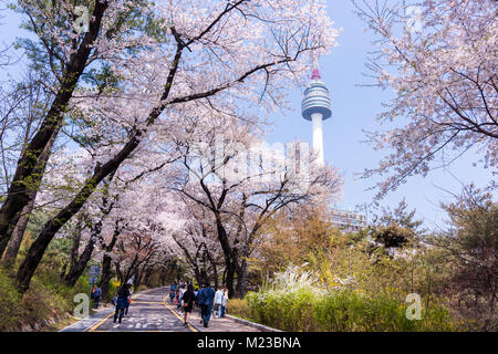 Spring in Namsan park, People enjoying Cherry Blossom Stock Photo - Alamy