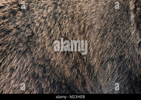 White fur of polar bear texture background Stock Photo - Alamy