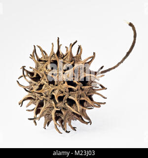 Sweet gum tree seed pod from Liquidambar styraciflua, commonly called ...