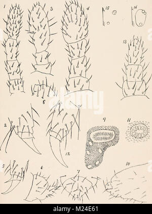 "The collembola of Minnesota" (1903 Stock Photo - Alamy