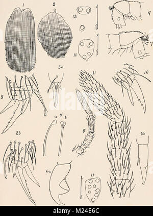 "The collembola of Minnesota" (1903 Stock Photo - Alamy