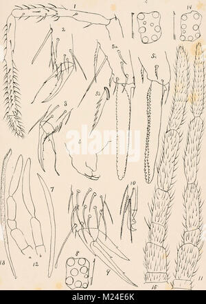 "The collembola of Minnesota" (1903 Stock Photo - Alamy