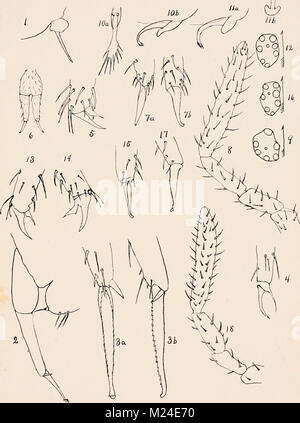 "The collembola of Minnesota" (1903 Stock Photo - Alamy