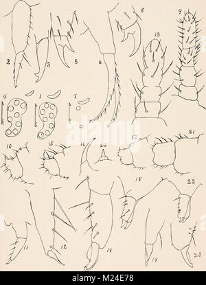 "The collembola of Minnesota" (1903 Stock Photo - Alamy