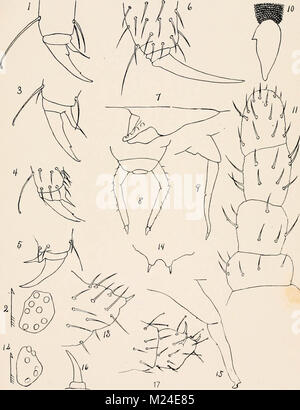 "The collembola of Minnesota" (1903 Stock Photo - Alamy