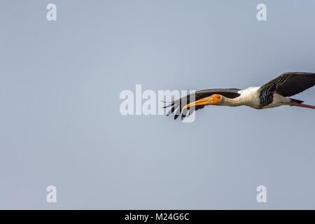 A painted Stork flying in sky Stock Photo - Alamy