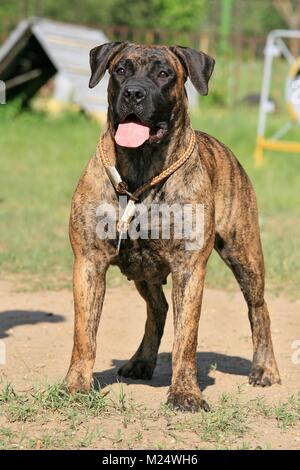 portrait of a brindle Boerboel Stock Photo - Alamy
