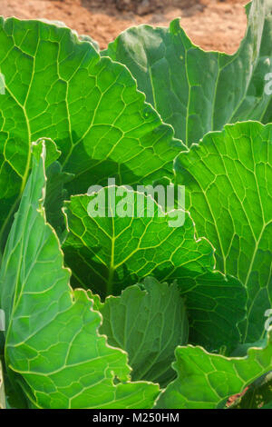 Landscape view of a freshly growing Chinese cabbage field on the ...