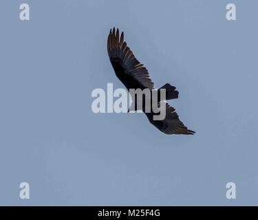 Turkey Vulture - Green Cay Wetlands - Boynton Beach, Florida USA Stock ...