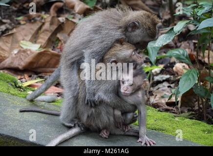 Three monkey sitting close together on a wall Stock Photo - Alamy