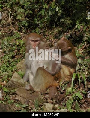Monkey delousing with other monkey Stock Photo - Alamy