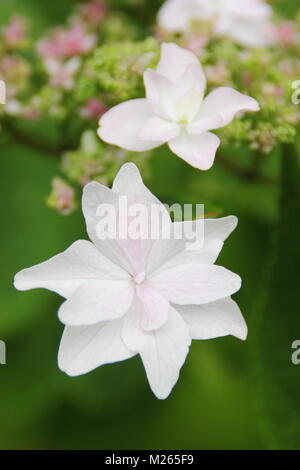 Hydrangea macrophylla 'Fireworks' Stock Photo - Alamy
