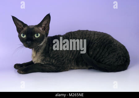 Devon Rex Cat, black-smoke-white / side Stock Photo - Alamy