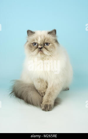 cream colourpoint himalayan cat, portrait. (Aka: Persian or Colourpoint ...