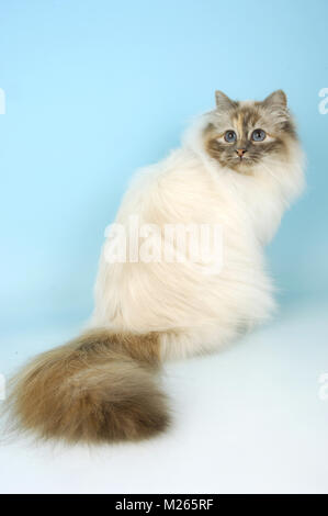blue tortie tabby birman portrait Stock Photo - Alamy