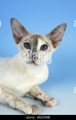 A Tortoiseshell point Siamese cat with blue eyes and dilated pupils ...
