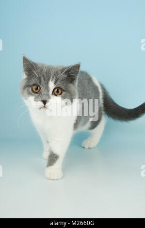 british shorthair portrait, bi-coloured blue and white Stock Photo - Alamy