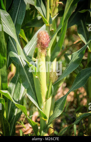 Green field of corn growing up in farmland Stock Photo - Alamy