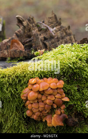 Mushrooms - Velvet Shank (Flammulina velutipes Stock Photo - Alamy