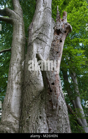 Woodpecker nest holes in an old Fagus sylvatica common beech tree which ...