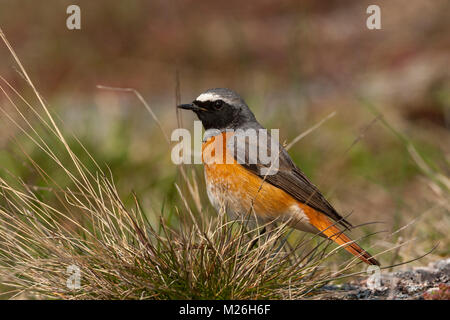 Male Common redstart, Phoenicurus phoenicurus standing on top of a ...